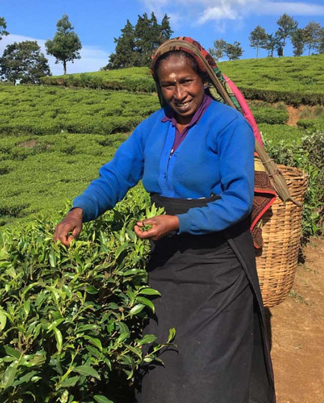 Premium wholesale tea supplier – high quality tea for your business